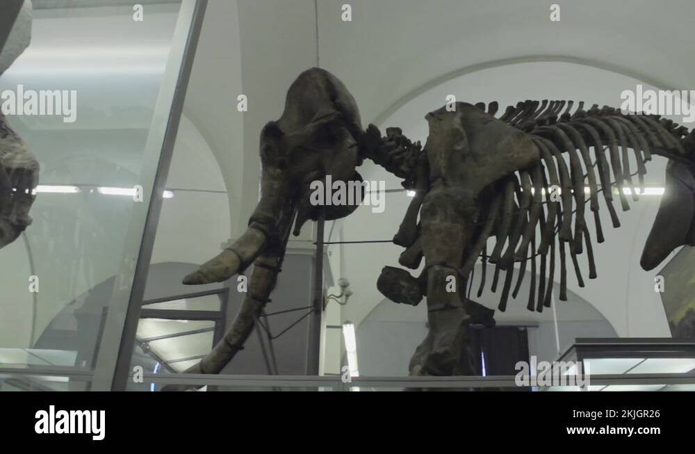 Skeleton Of Mammoth - One Of Many Extinct Prehistoric Animals Stock ...