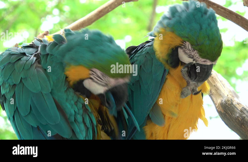 Parrot parrots macaw isolated ara ararauna bird Stock Videos & Footage ...