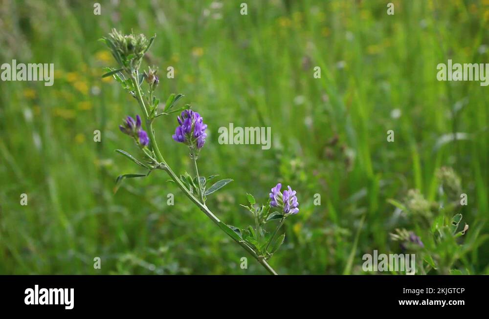 Blue alfalfa Stock Videos & Footage - HD and 4K Video Clips - Alamy