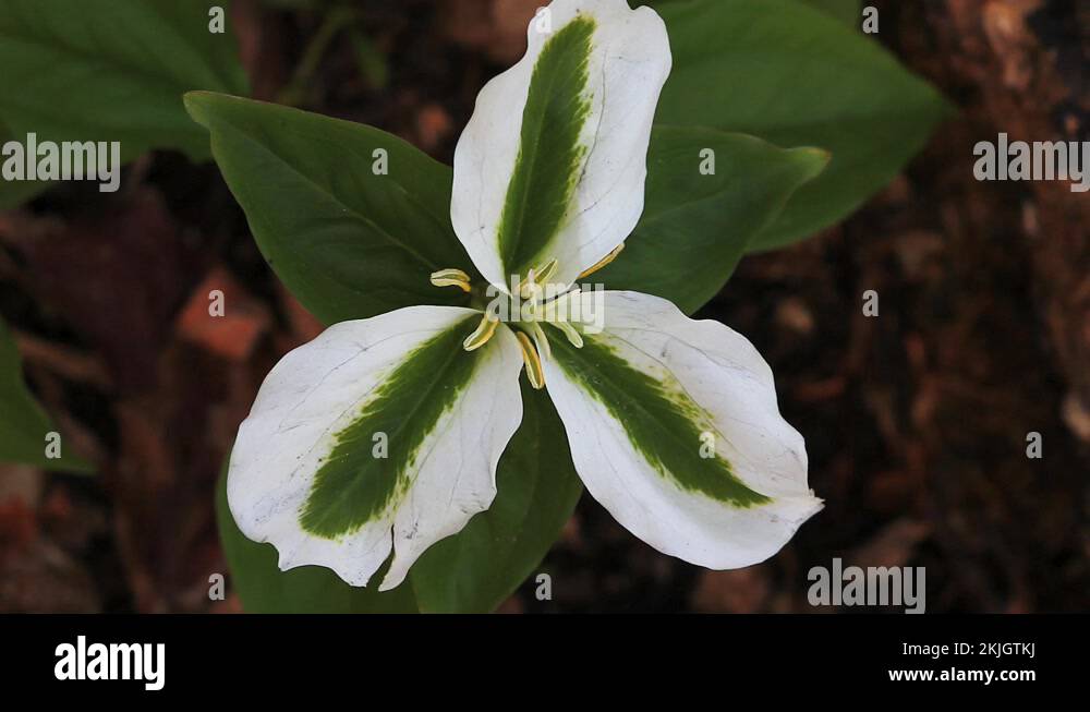 Rare in ontario Stock Videos & Footage - HD and 4K Video Clips - Alamy