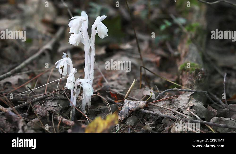 Indian pipe Stock Videos & Footage - HD and 4K Video Clips - Alamy