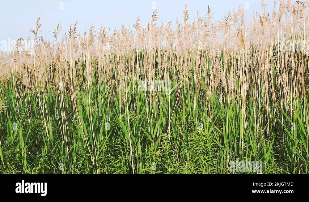 Common reed phragmites australis Stock Videos & Footage - HD and 4K ...