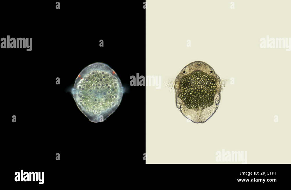 Polychaeta worm larva, at the trochofor stage, typical plankton larva ...