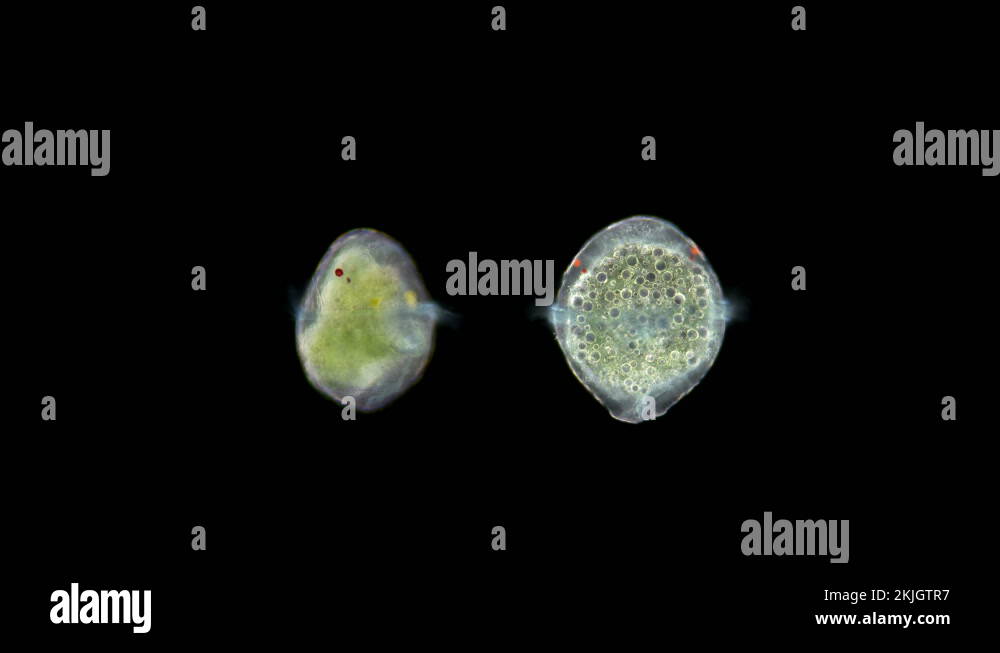 Polychaeta worm larva, at the trochofor stage, typical plankton larva ...