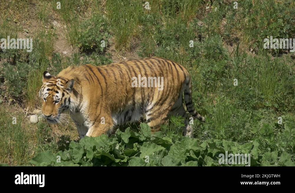 Siberian tiger wild river Stock Videos & Footage - HD and 4K Video ...