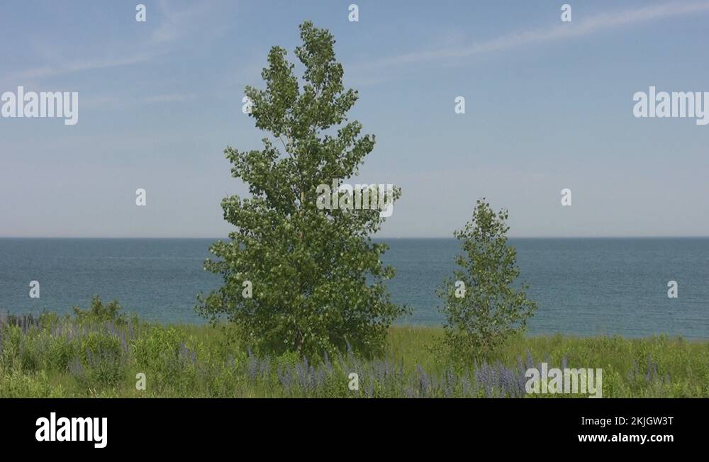 Parent and child tree Stock Videos & Footage - HD and 4K Video Clips ...