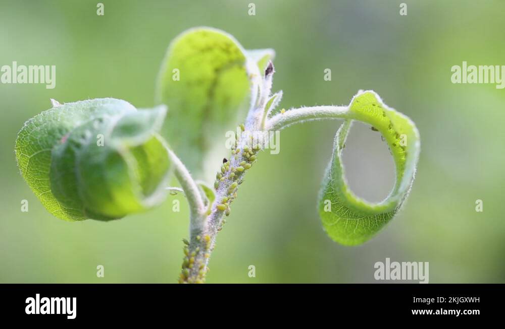 Armored scale insects Stock Videos & Footage - HD and 4K Video Clips ...