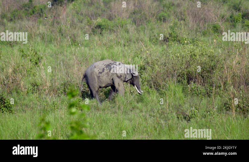 Tusker with grass Stock Videos & Footage - HD and 4K Video Clips - Alamy