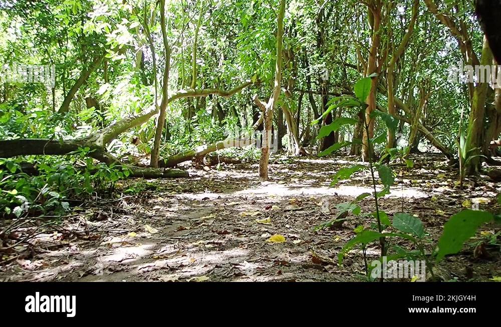 Papua New Guinea Walk trough tropical Duke of York island in PNG ...