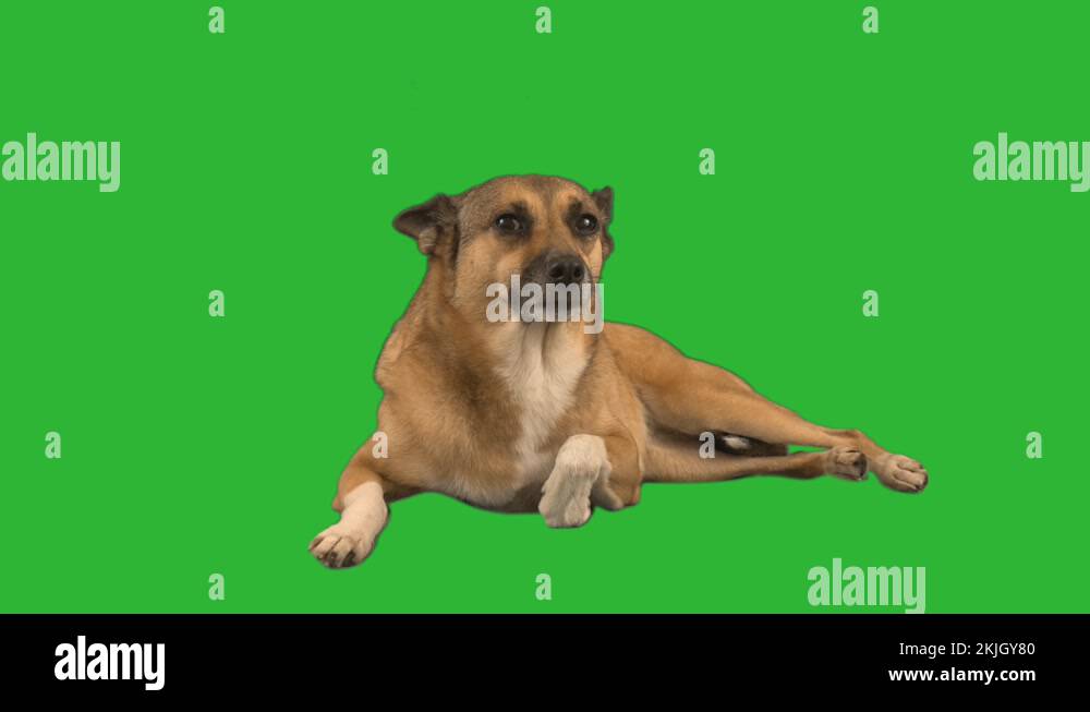 Funny dog on green screen Stock Video Footage - Alamy