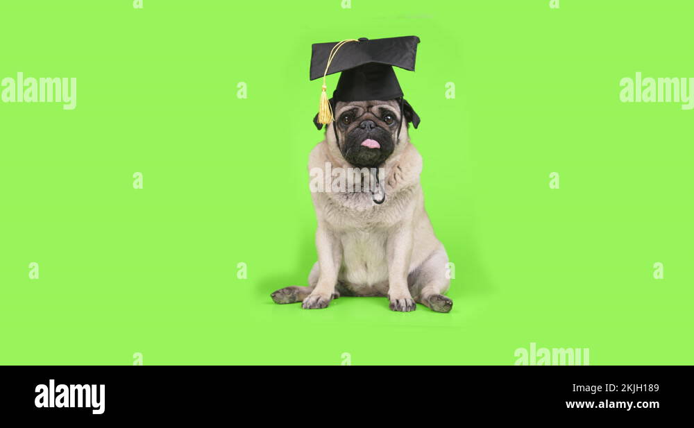 Animal graduation cap Stock Videos & Footage - HD and 4K Video Clips ...