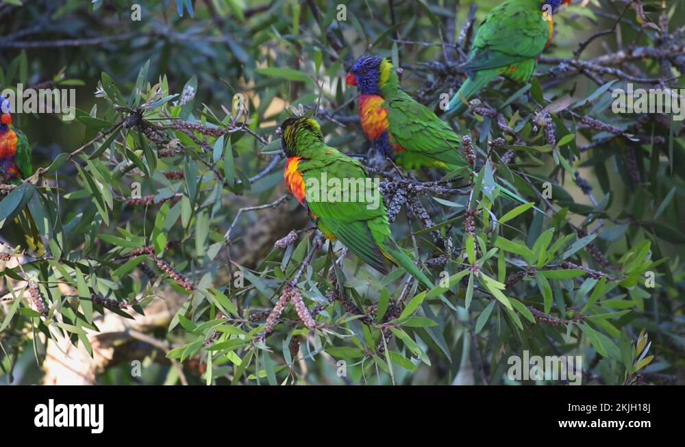 Wild rainbow lorikeets in a tree on the Gold Coast in Queensland ...