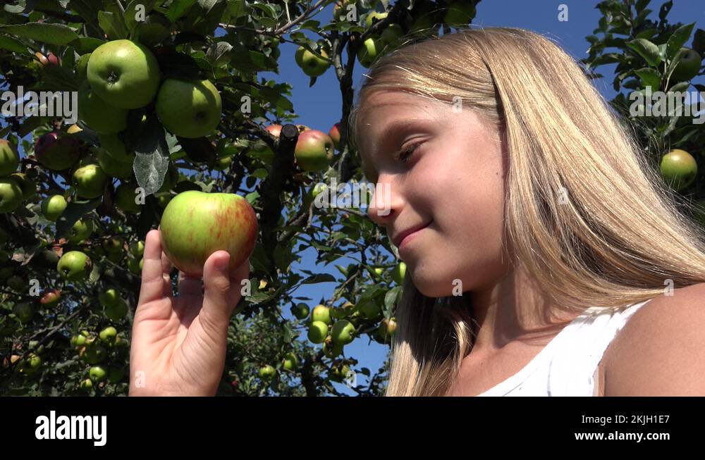 Kid Eating Apple, Child in Orchard, Kid Tasting Fruits in Tree, Farmer Girl Stock Video Footage ...