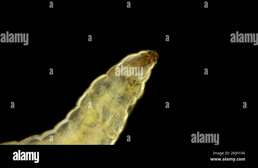 Worm-shaped larva under a microscope, order Diptera Stock Video Footage ...