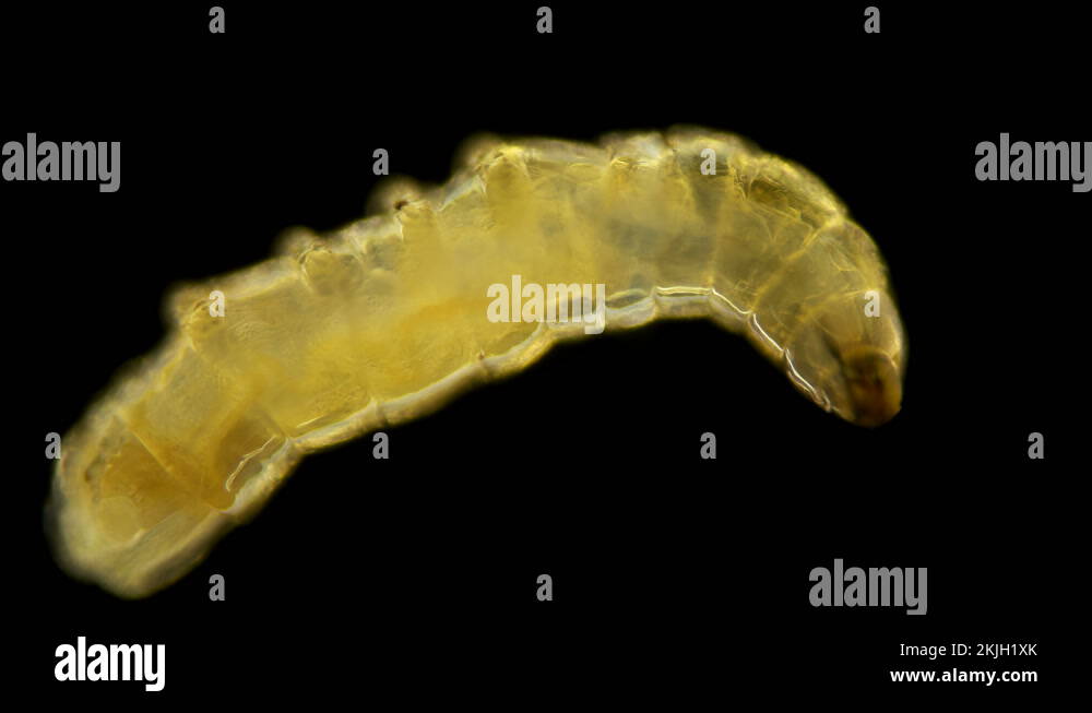 Diptera life cycle Stock Videos & Footage - HD and 4K Video Clips - Alamy