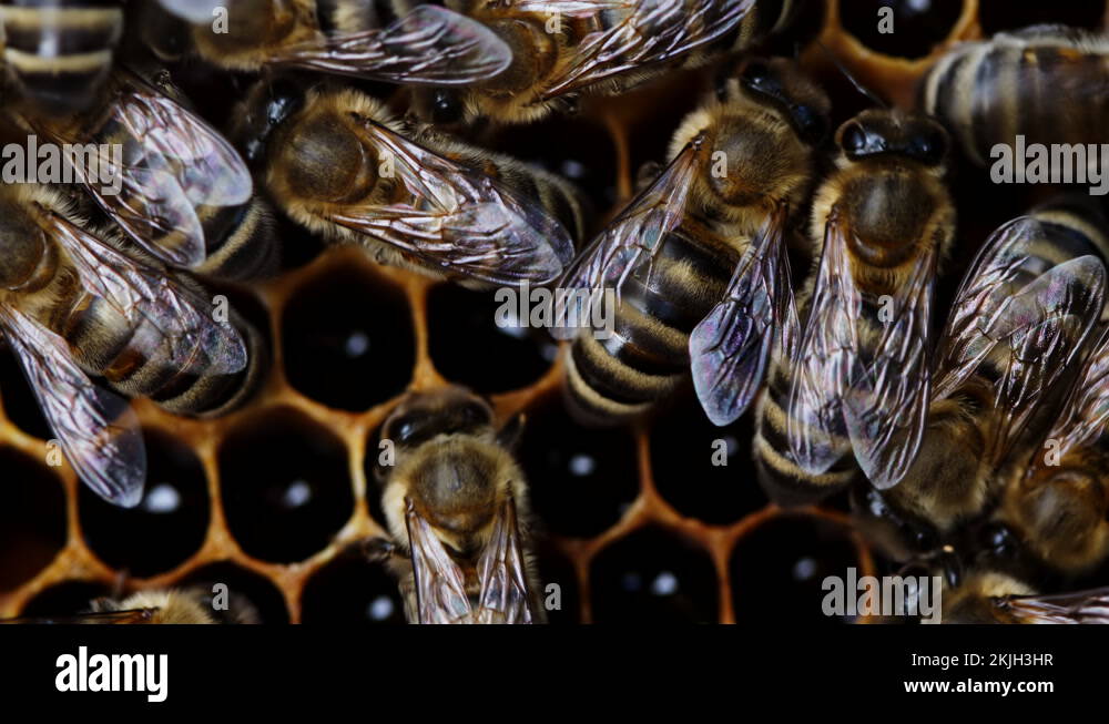 Macro footage of bees family working on honeycomb in apiary. Life of ...