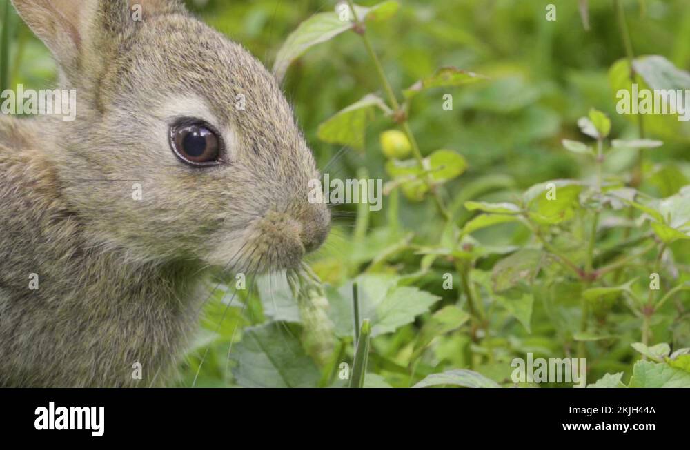 Rabbits paws Stock Videos & Footage - HD and 4K Video Clips - Alamy