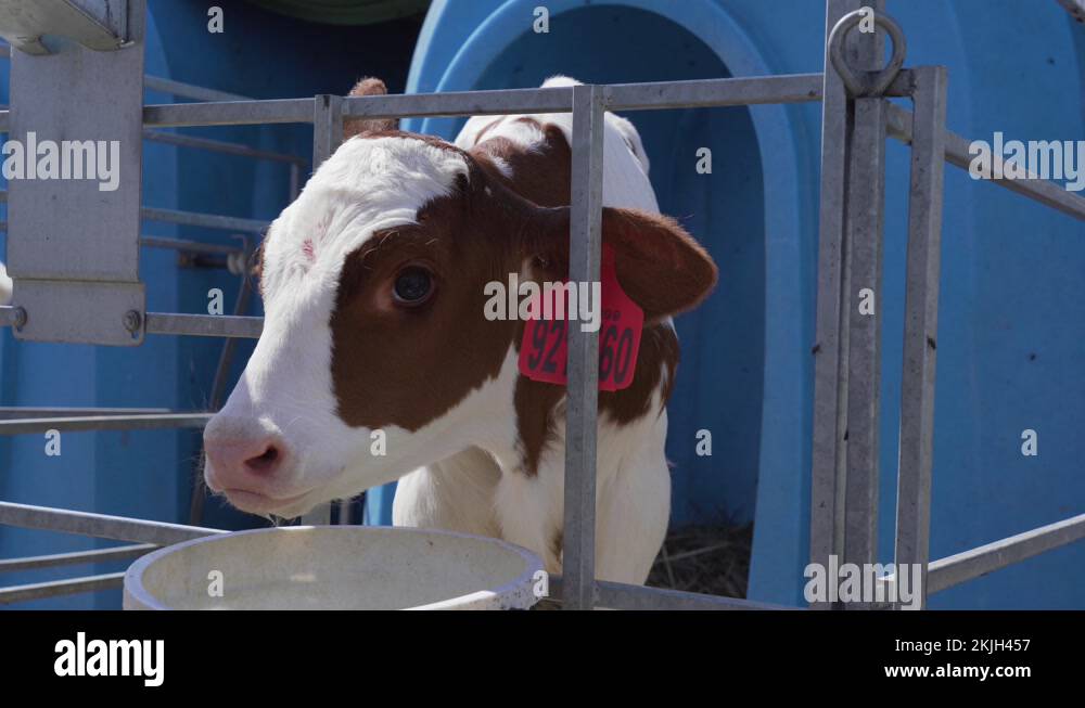 Cattle box Stock Videos & Footage - HD and 4K Video Clips - Alamy