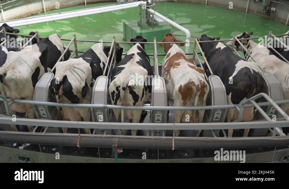 Automated rotary cow milking machine equipment on dairy farm. Many ...