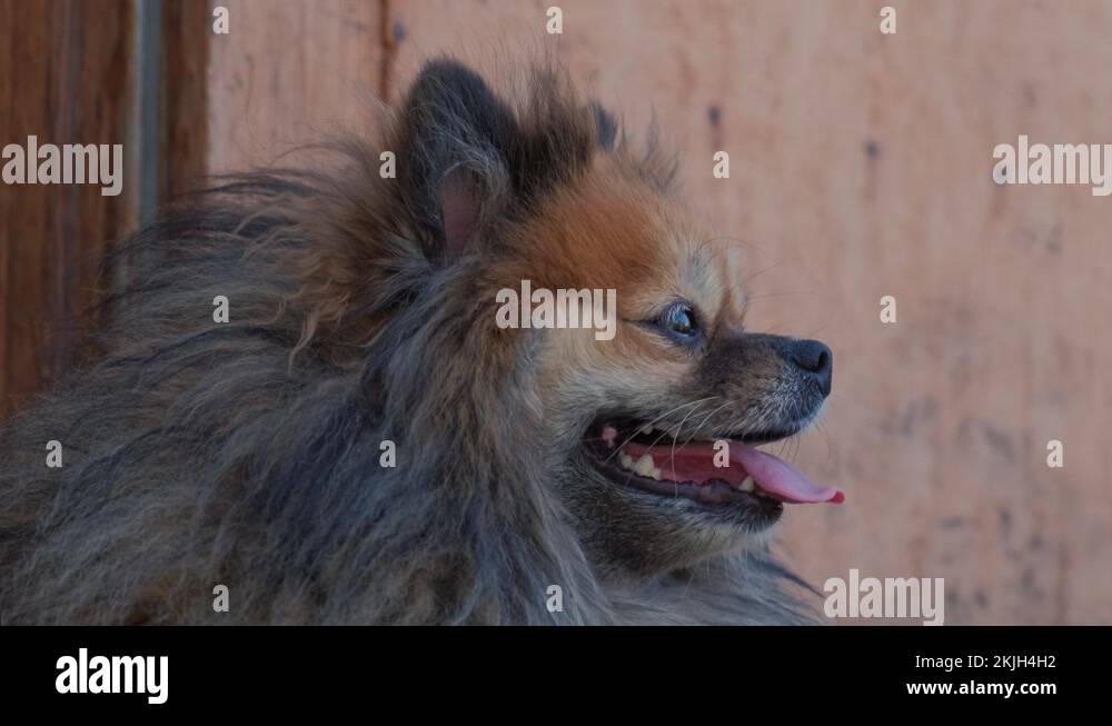 German miniature spitz Stock Videos & Footage - HD and 4K Video Clips ...