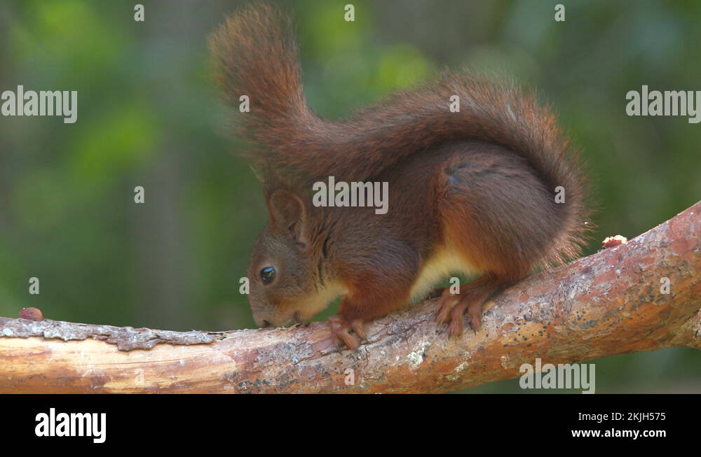 red squirrel animal feed on hazelnut side view stunning light scene ...
