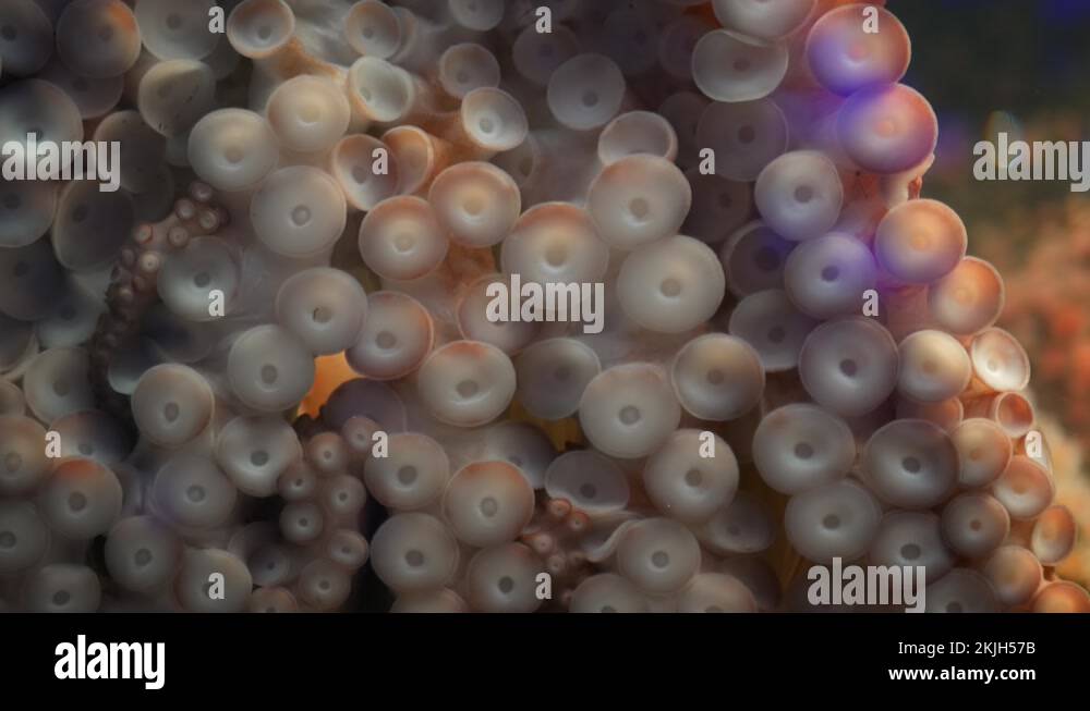 Weird octopus with suckers on arms. Giant squid tentacles macro close ...