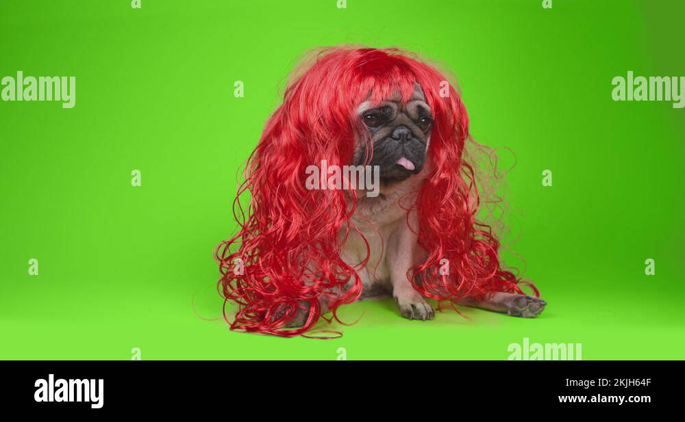 Sad pug dog in red wig. Long hair like girl. Funny dog concept. Green ...