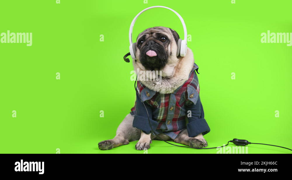 Funny business pug dog wear headset. Online education. Green screen ...