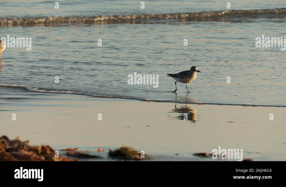 Piper bird Stock Videos & Footage - HD and 4K Video Clips - Alamy