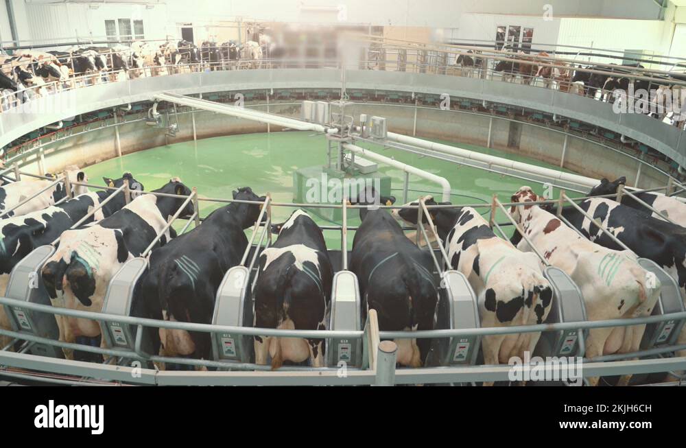 Automated rotary cow milking machine equipment on dairy farm. Many black and Stock Video Footage ...