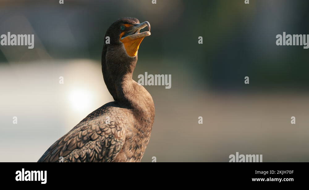 Bird mating behavior Stock Videos & Footage - HD and 4K Video Clips - Alamy