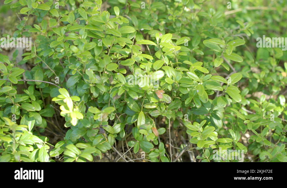 Cowberry flowers Stock Videos & Footage - HD and 4K Video Clips - Alamy