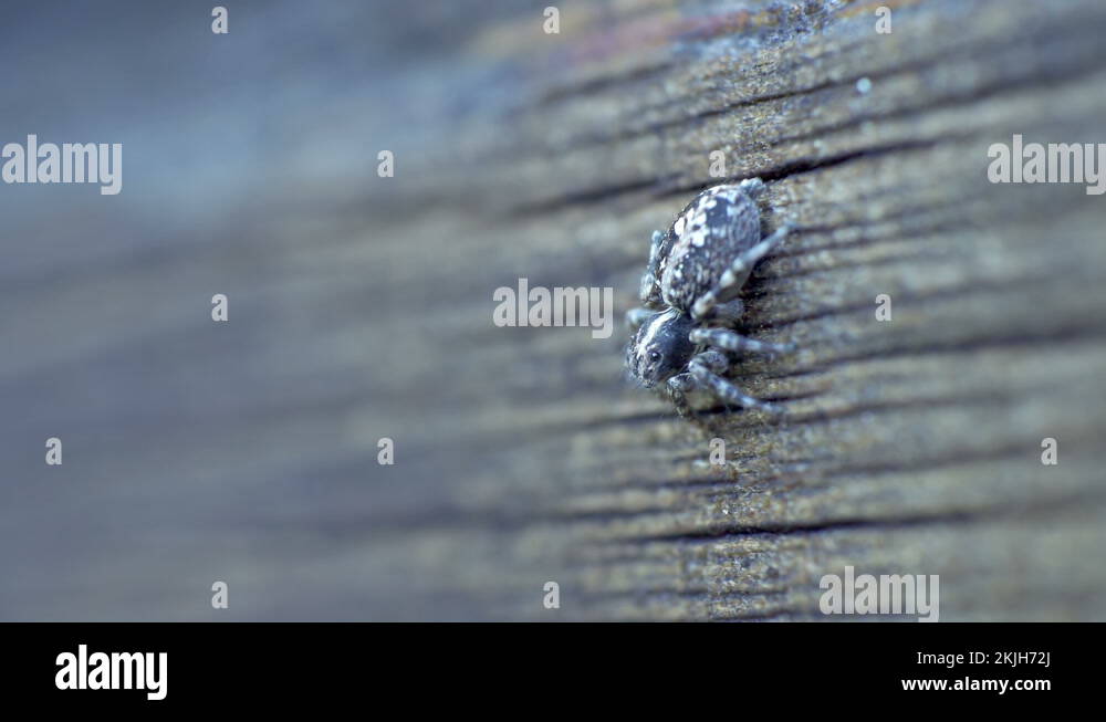 Gray house spider Stock Videos & Footage - HD and 4K Video Clips - Alamy