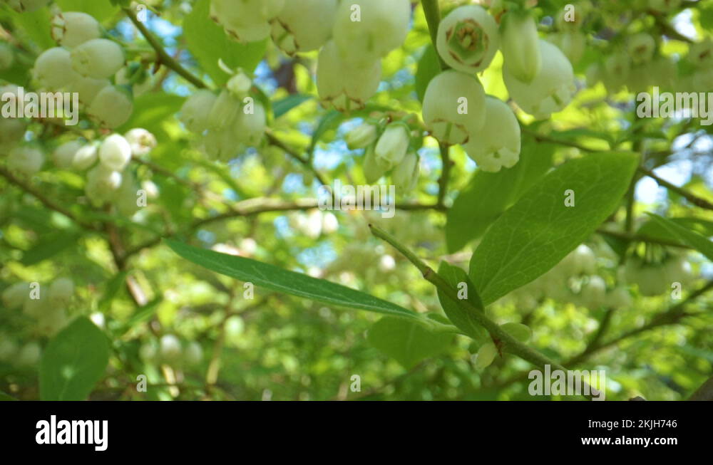 Swamp stem Stock Videos & Footage - HD and 4K Video Clips - Alamy