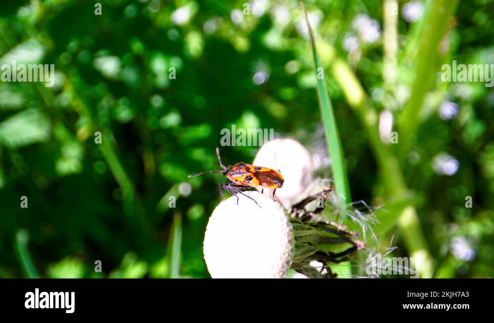 Red spotted flowers Stock Videos & Footage - HD and 4K Video Clips - Alamy