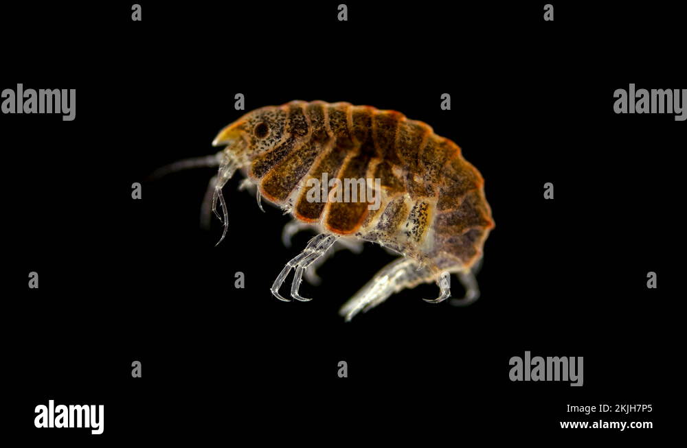 Crustacean Gammarus Pleustes panopla under a microscope, order ...