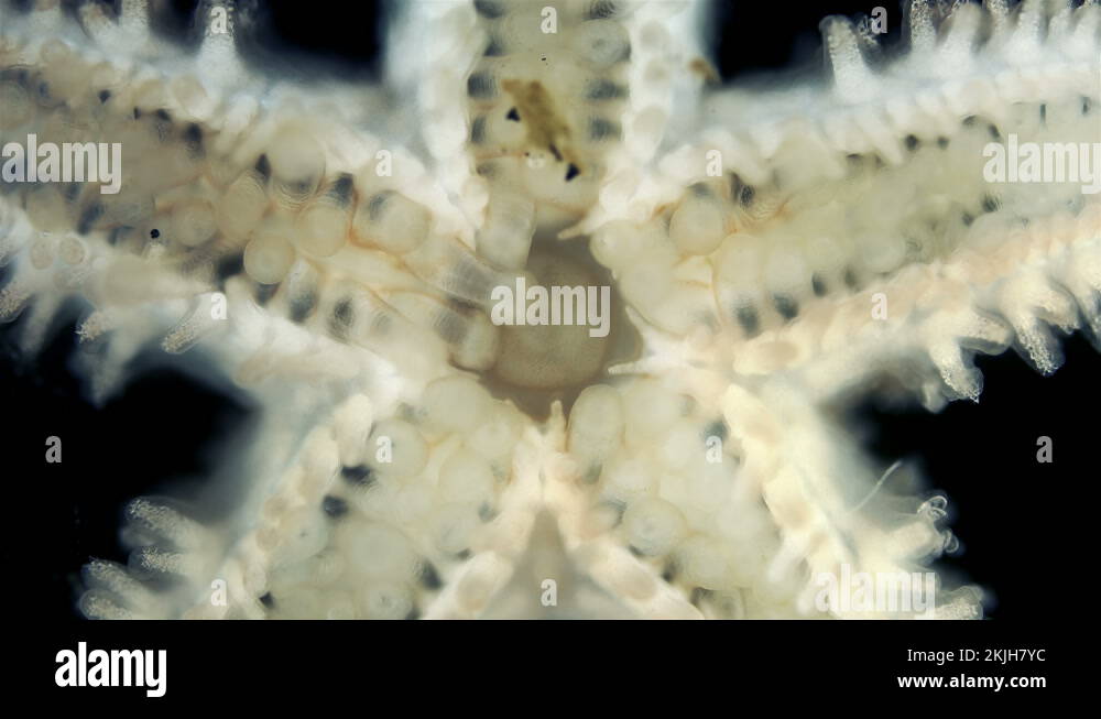 Oral side(mouth) starfish Asteroidea under a microscope, type ...