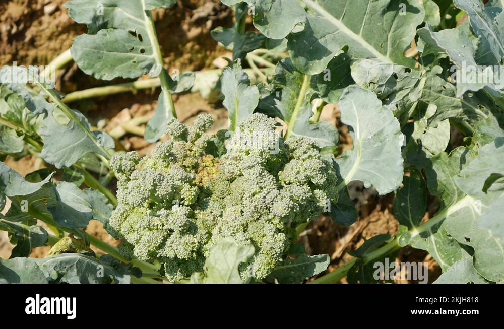 Field of broccoli ready to harvest. Vegetables, organic farming ...
