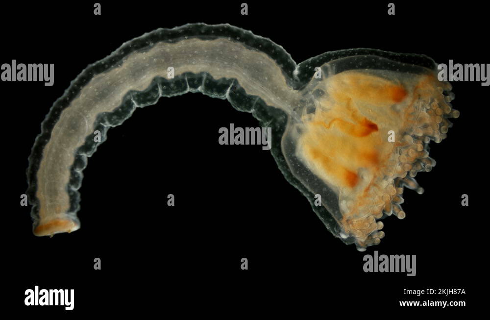 stalked jellyfishes (sedentary medusa) Lucernaria sp. under the ...