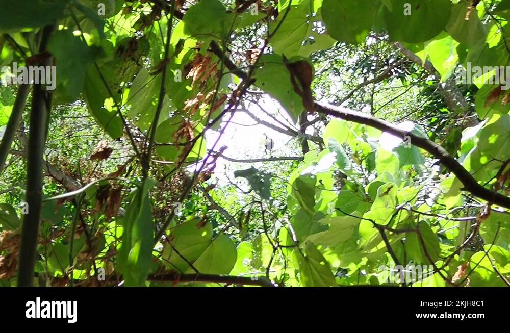 Megapode bird sitting in the tree next to the Rabaul Volcano,Papua New ...