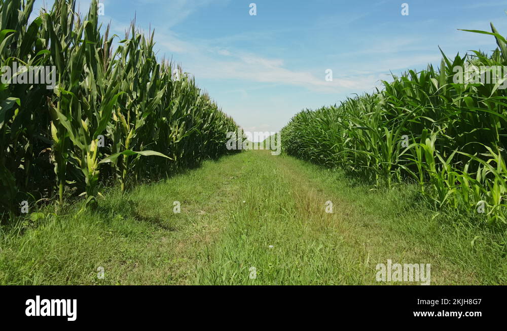 Ti corn Stock Videos & Footage - HD and 4K Video Clips - Alamy