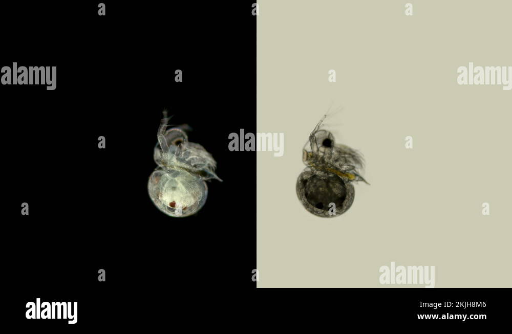 water flea Polyphemus pediculus under a microscope, predatory Stock ...