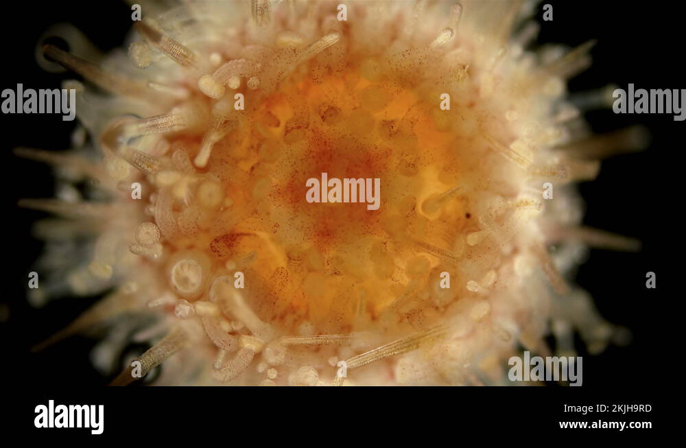 Oral side(mouth) sea urchin Echinoidea, under a microscope, type ...