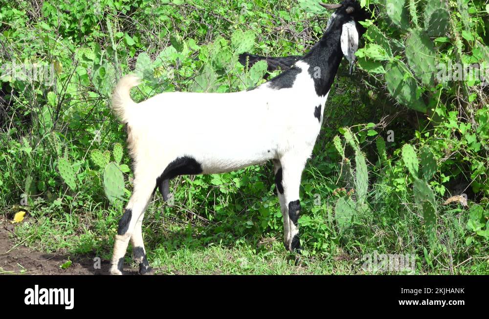 Boer goat milk Stock Videos & Footage - HD and 4K Video Clips - Alamy