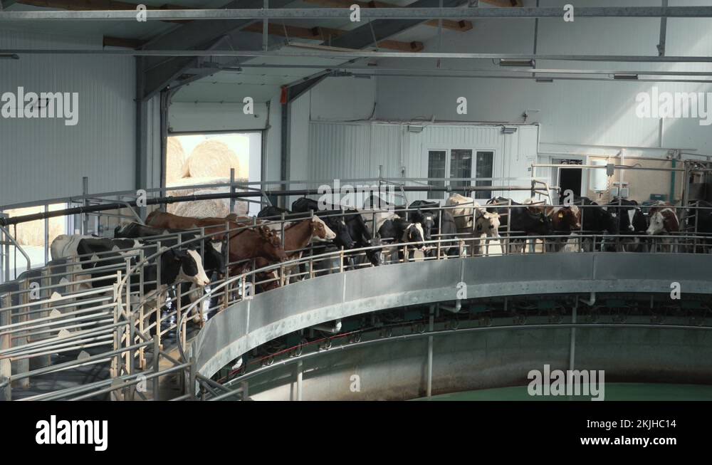 Process of milking cows on industrial rotary equipment on dairy farm ...