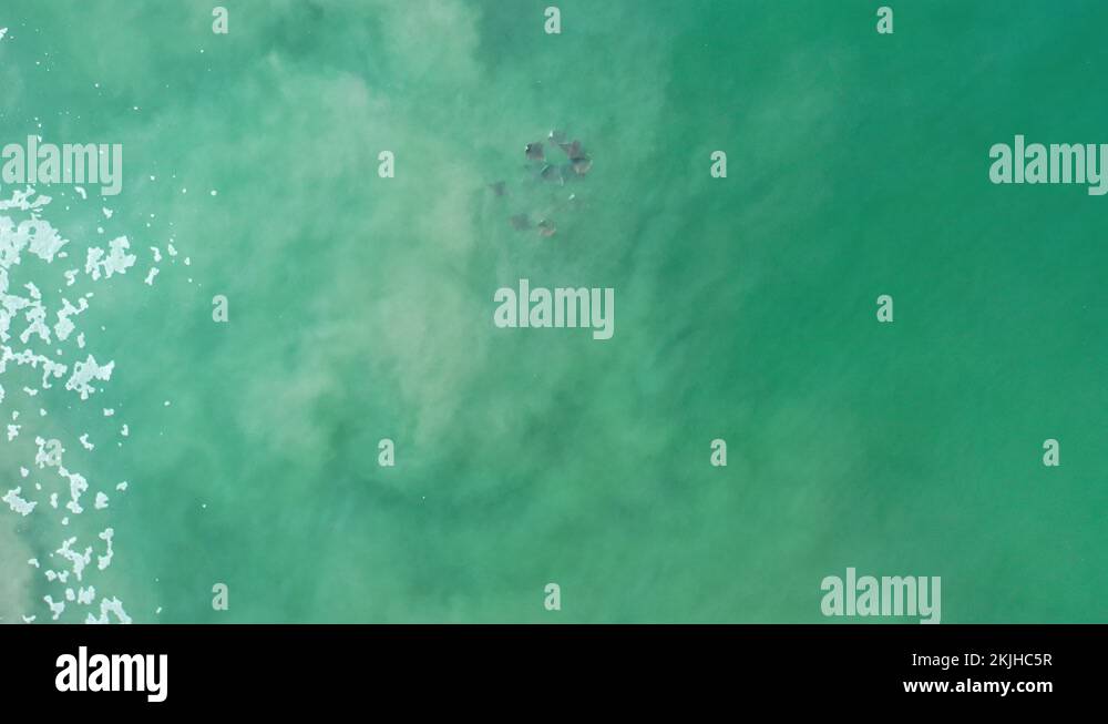 LOS CABOS MEXICO-2020: Group Of Sea Animals Dive Underwater And Swim ...