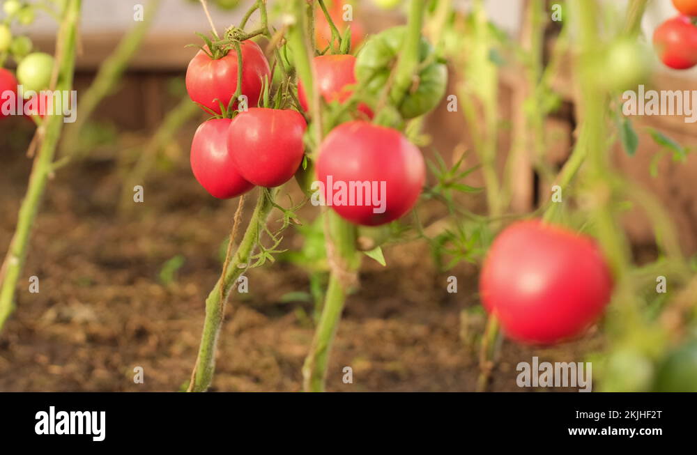 Hanging tomato stalk Stock Videos & Footage - HD and 4K Video Clips - Alamy