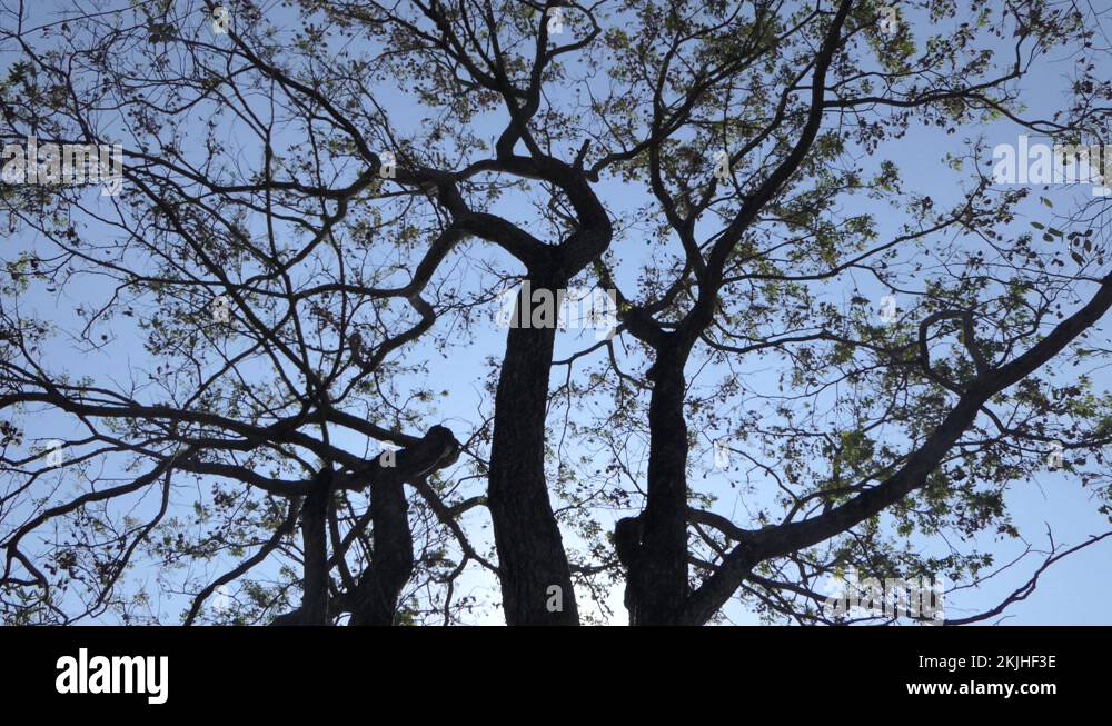 Tamarind tree Stock Videos & Footage - HD and 4K Video Clips - Alamy