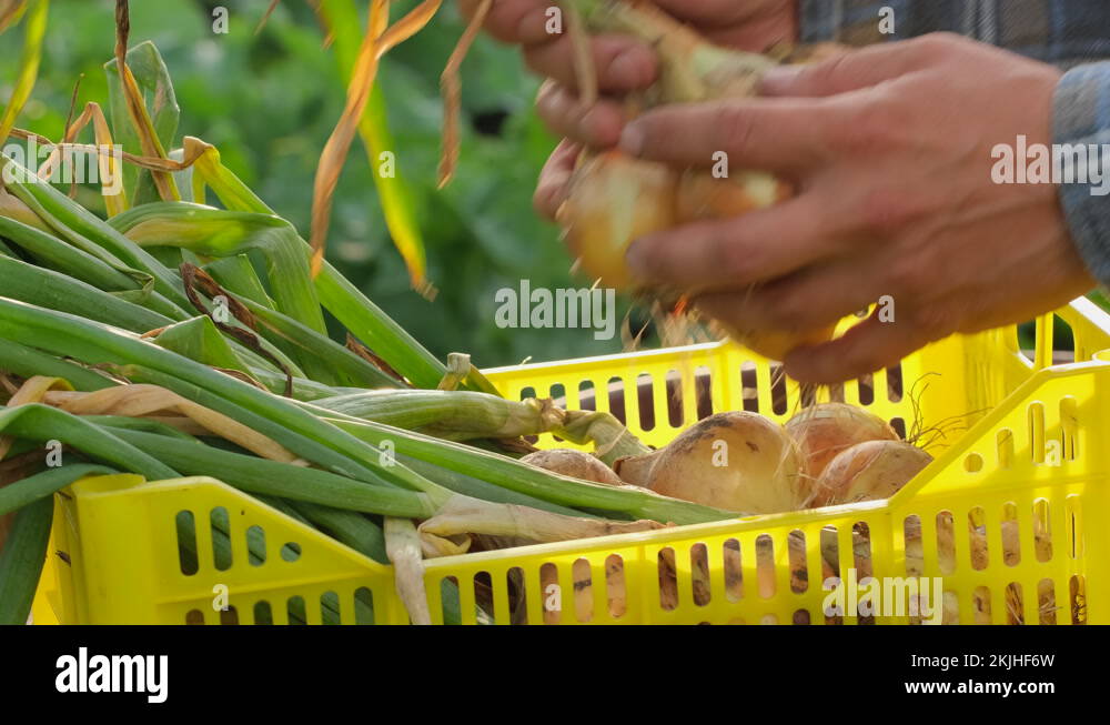 Onion crop harvesting in root garden. Hand of farmer man picking fresh ...