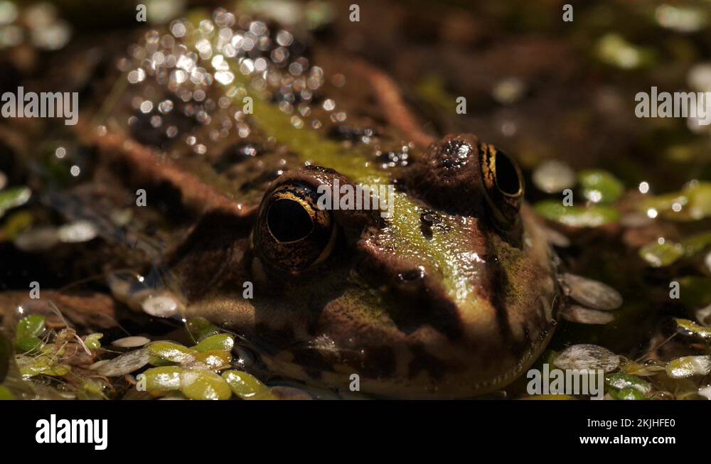 Frog in swamp Stock Videos & Footage - HD and 4K Video Clips - Alamy